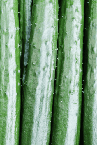 15+ Different Types of Cucumbers (with Pictures)