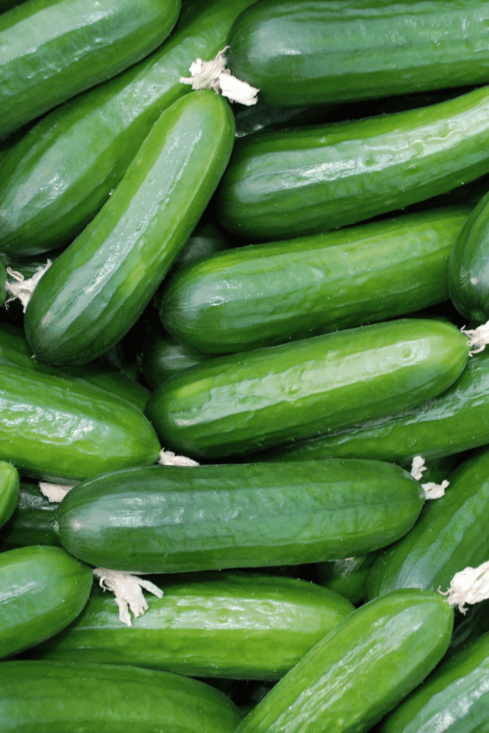 15+ Different Types of Cucumbers (with Pictures)